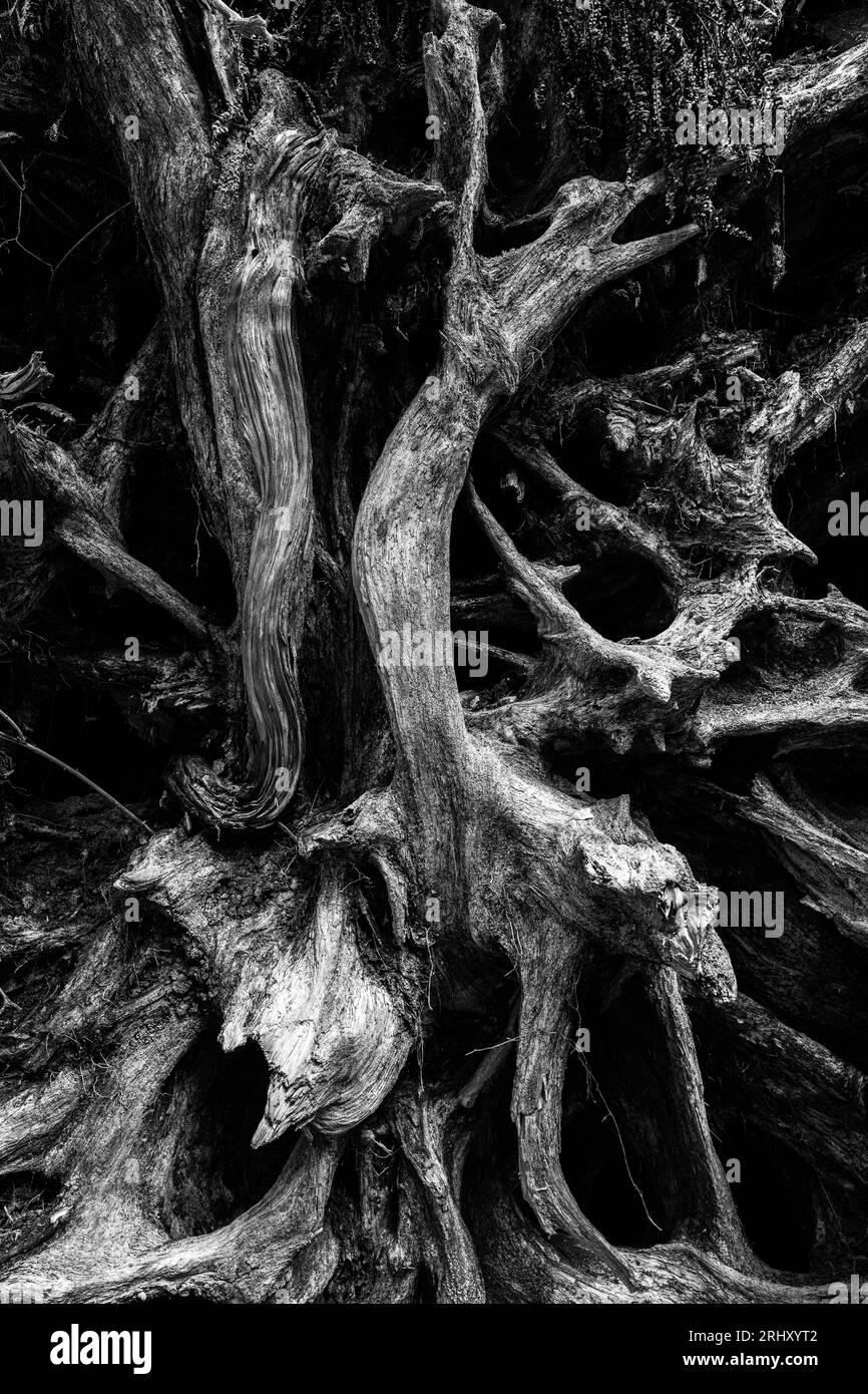 Very old cedar tree Black and White Stock Photos & Images - Alamy