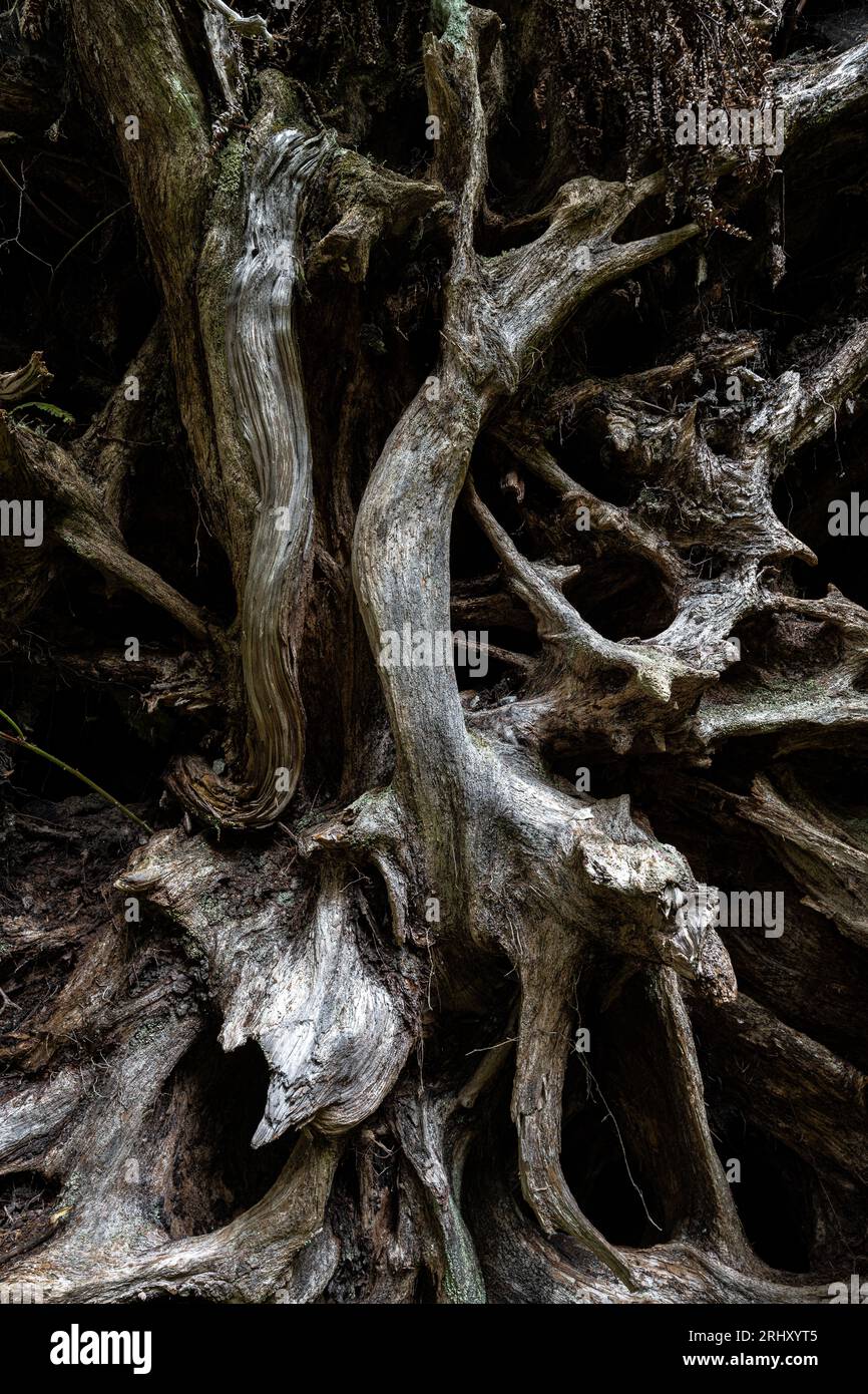Tree root patterns hi-res stock photography and images - Alamy