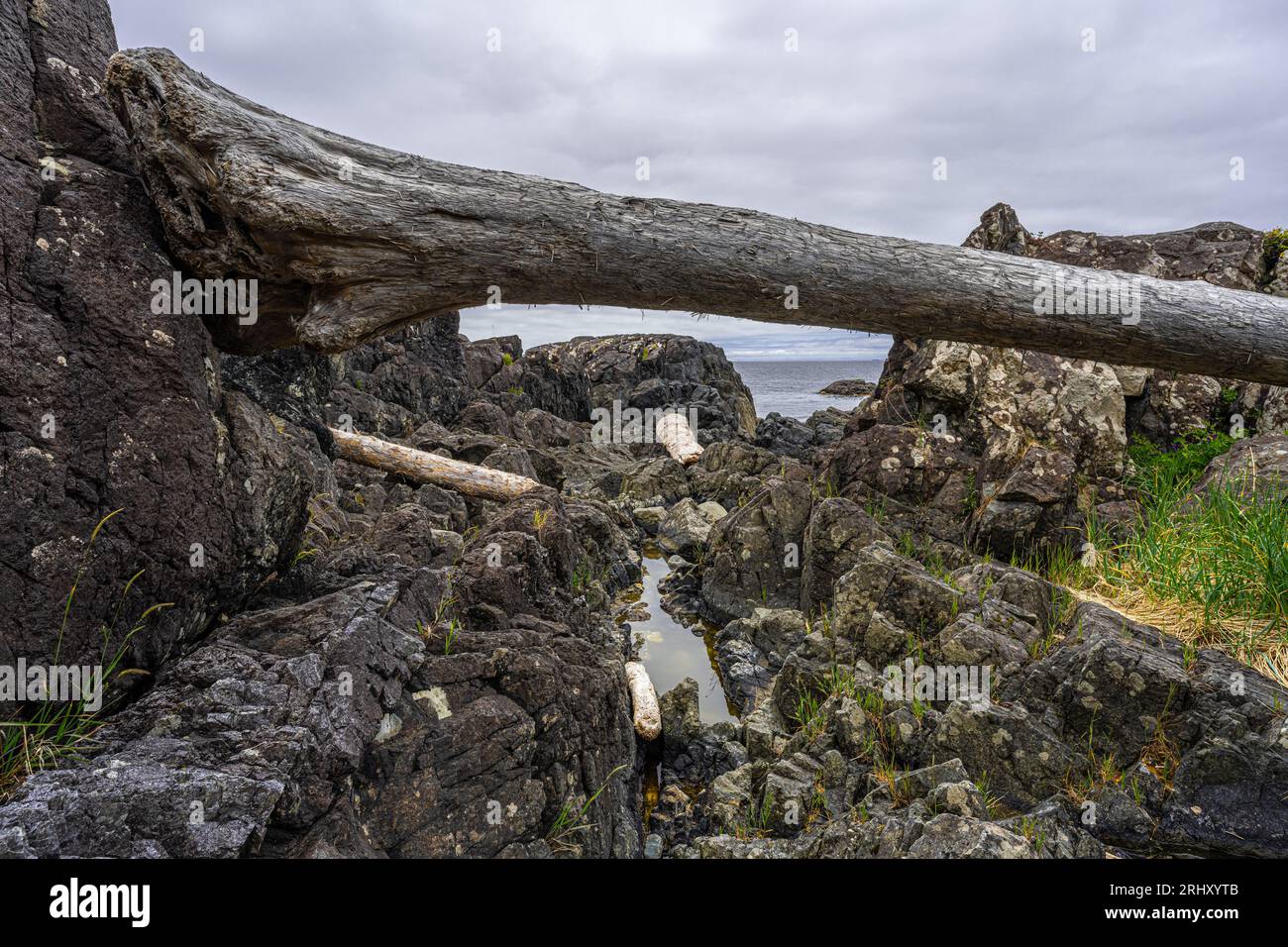 Ancient cedars loop trail hi-res stock photography and images - Alamy