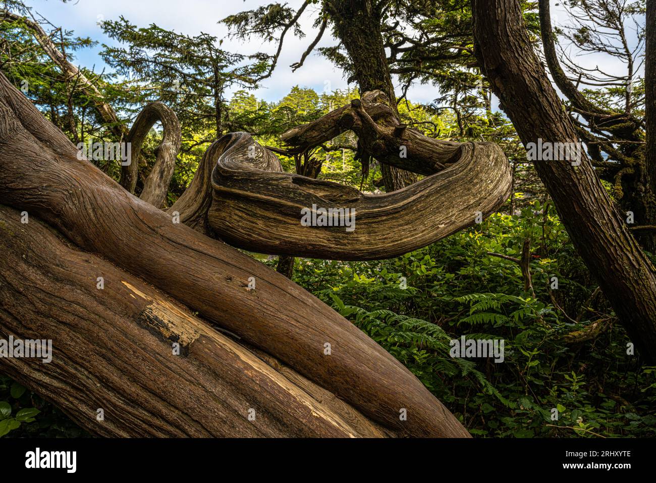 Twisted Tree Branches on the Wild Pacific Trail, Vancouver Island Stock ...