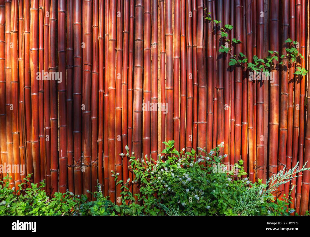 Bamboo (Bambusa), a fast-growing grass, creates a soothing and natural ...