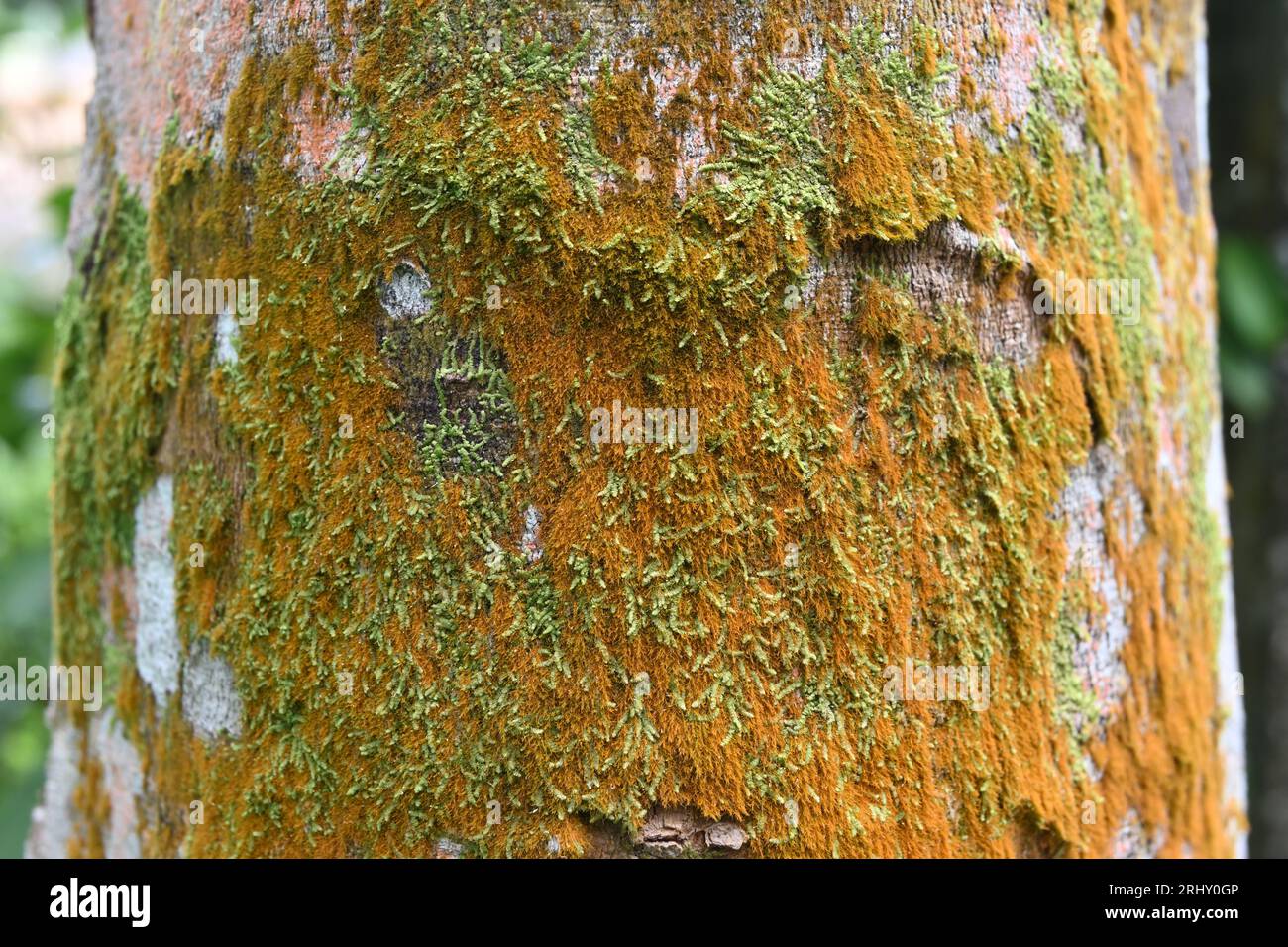 A view of a rubber trunk with Moss that is both green and yellowish ...
