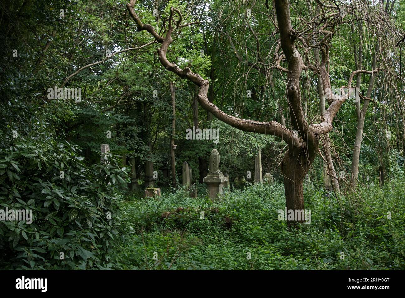 Victorian wildlife hi-res stock photography and images - Alamy