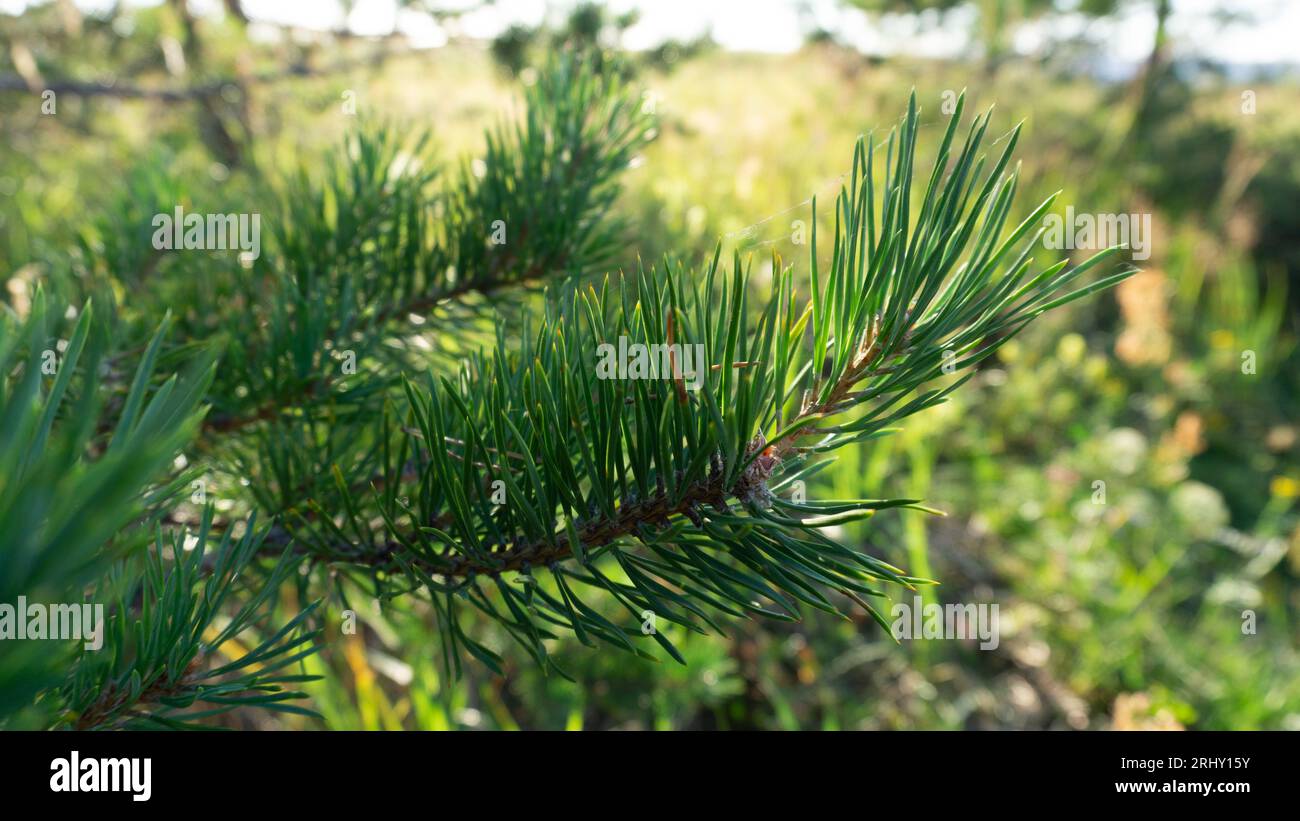 A green branch of a tree with large needles. Summer photo, sun. Photo ...