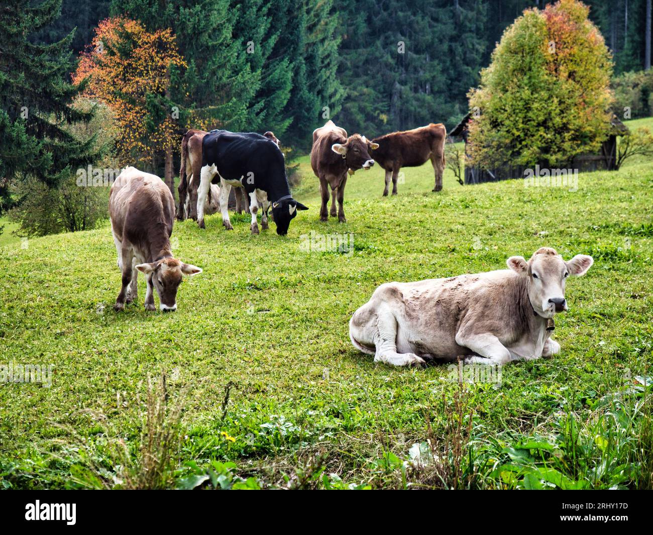 Italian cattle hi-res stock photography and images - Alamy