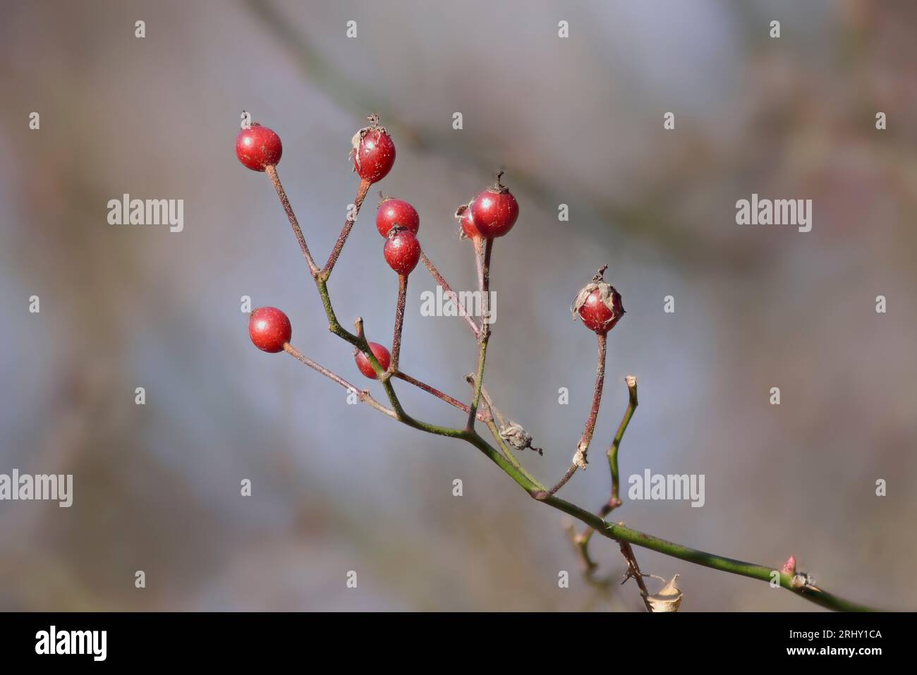 Rose. Wild rose hips, viewed close-up, with natural blurred background ...