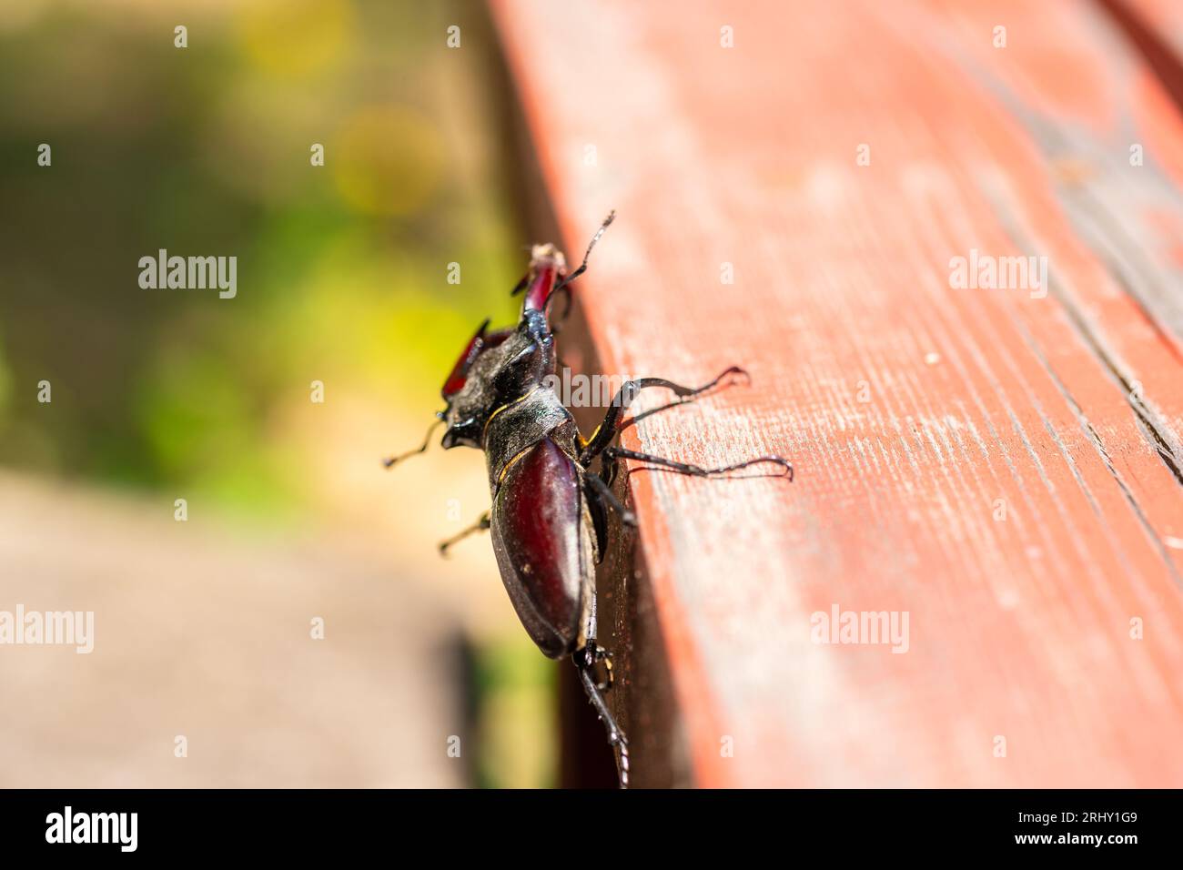 Brown stag beetle Lucanus cervus, the largest european beetle Stock ...