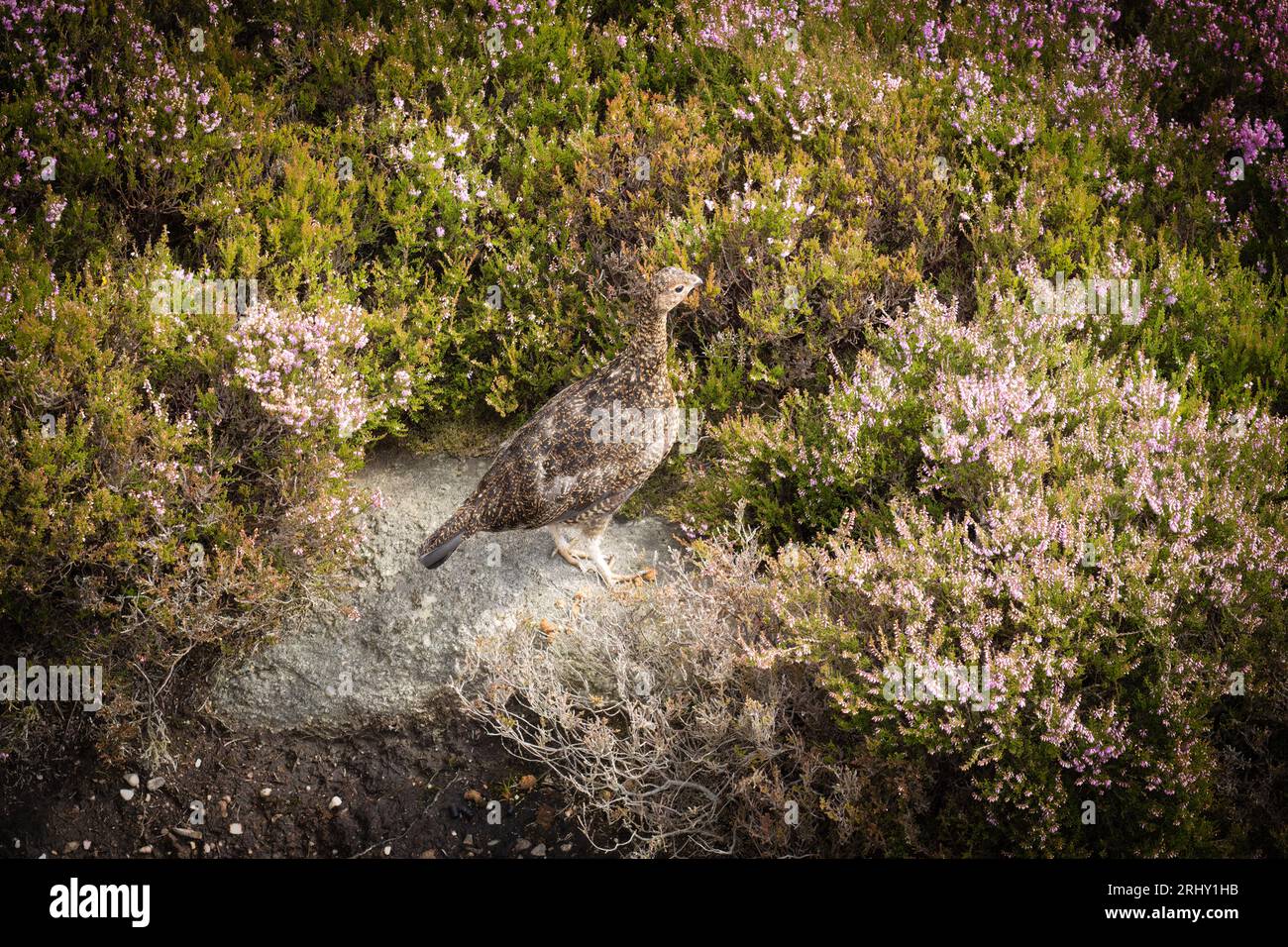 Grouse bird survives the glorious twelth Stock Photo - Alamy