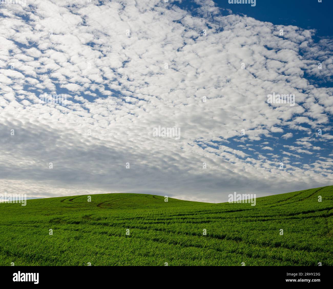 Green, rolling fields of wheat and a sky full of clouds. Whitman County ...