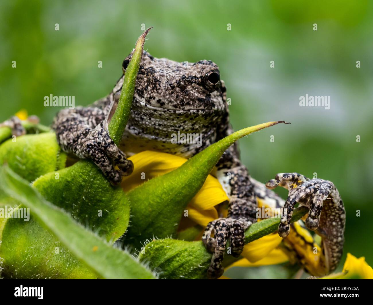 Tree frog on flowers hi-res stock photography and images - Alamy