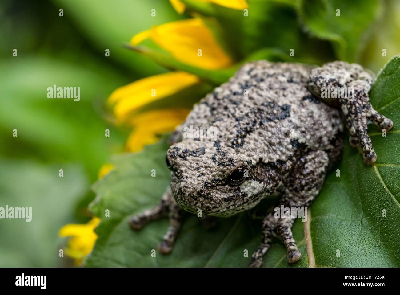 Frog friendly garden hi-res stock photography and images - Alamy