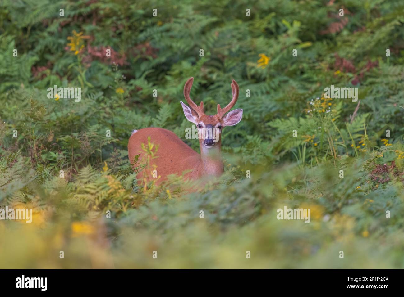 White-tailed buck in a field of bracken ferns in northern Wisconsin ...