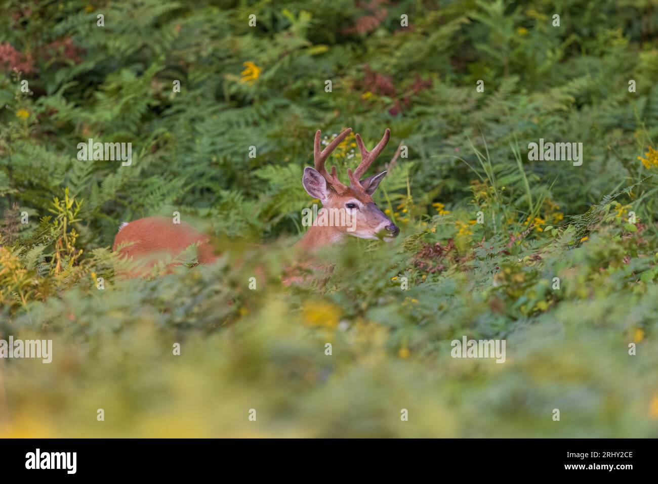 White-tailed buck in a field of bracken ferns in northern Wisconsin ...
