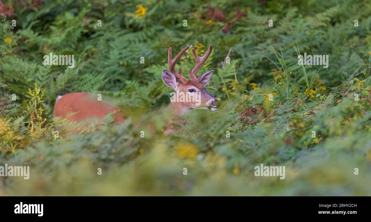 White-tailed buck in a field of bracken ferns in northern Wisconsin ...