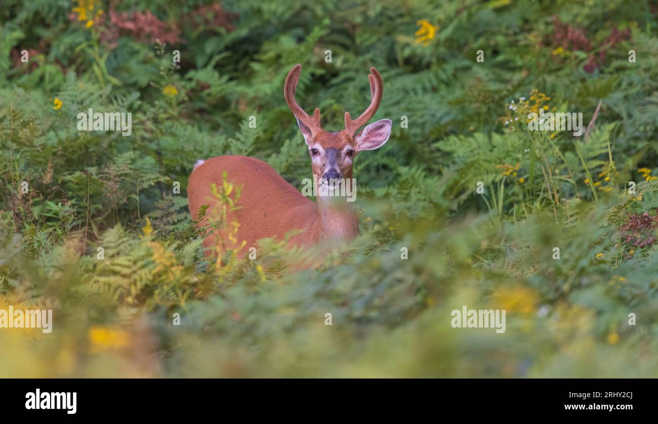White-tailed buck in a field of bracken ferns in northern Wisconsin ...