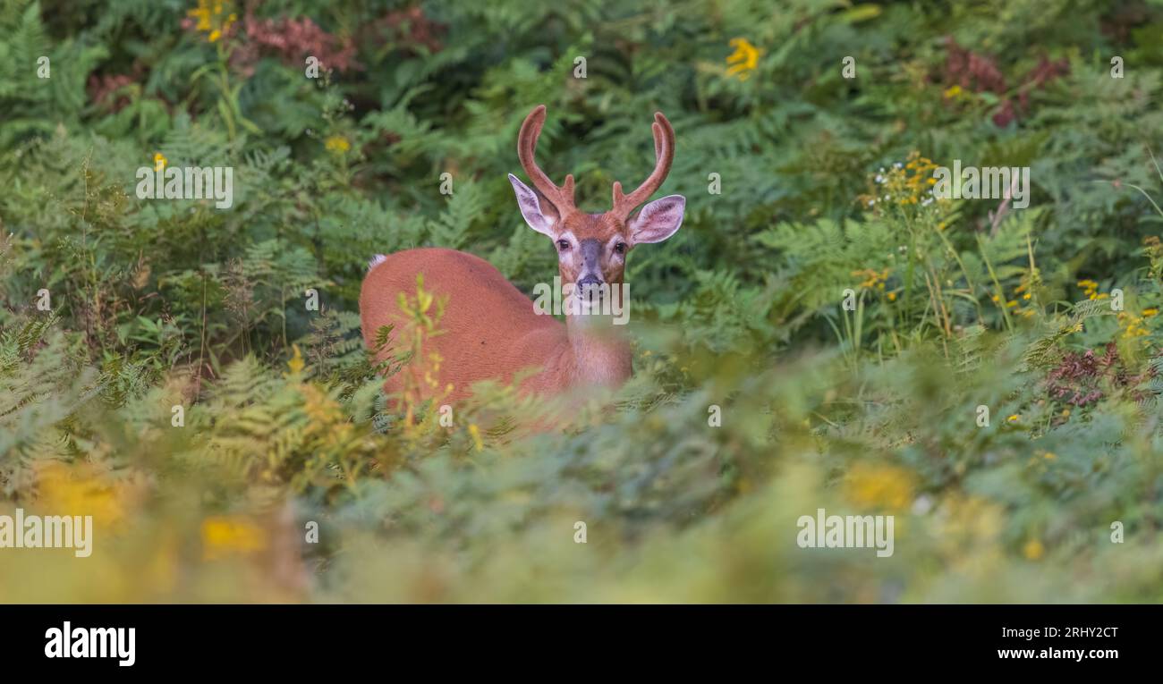 White-tailed buck in a field of bracken ferns in northern Wisconsin ...