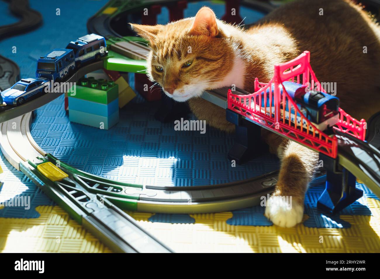 Model Train Memes Funny Cat Laying On The Toy Railway Road. Lazy
