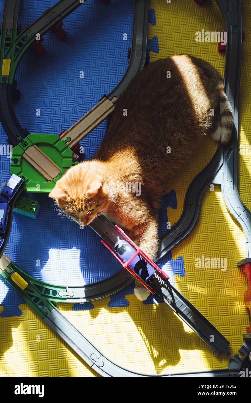 Cat train transport hi-res stock photography and images - Alamy
