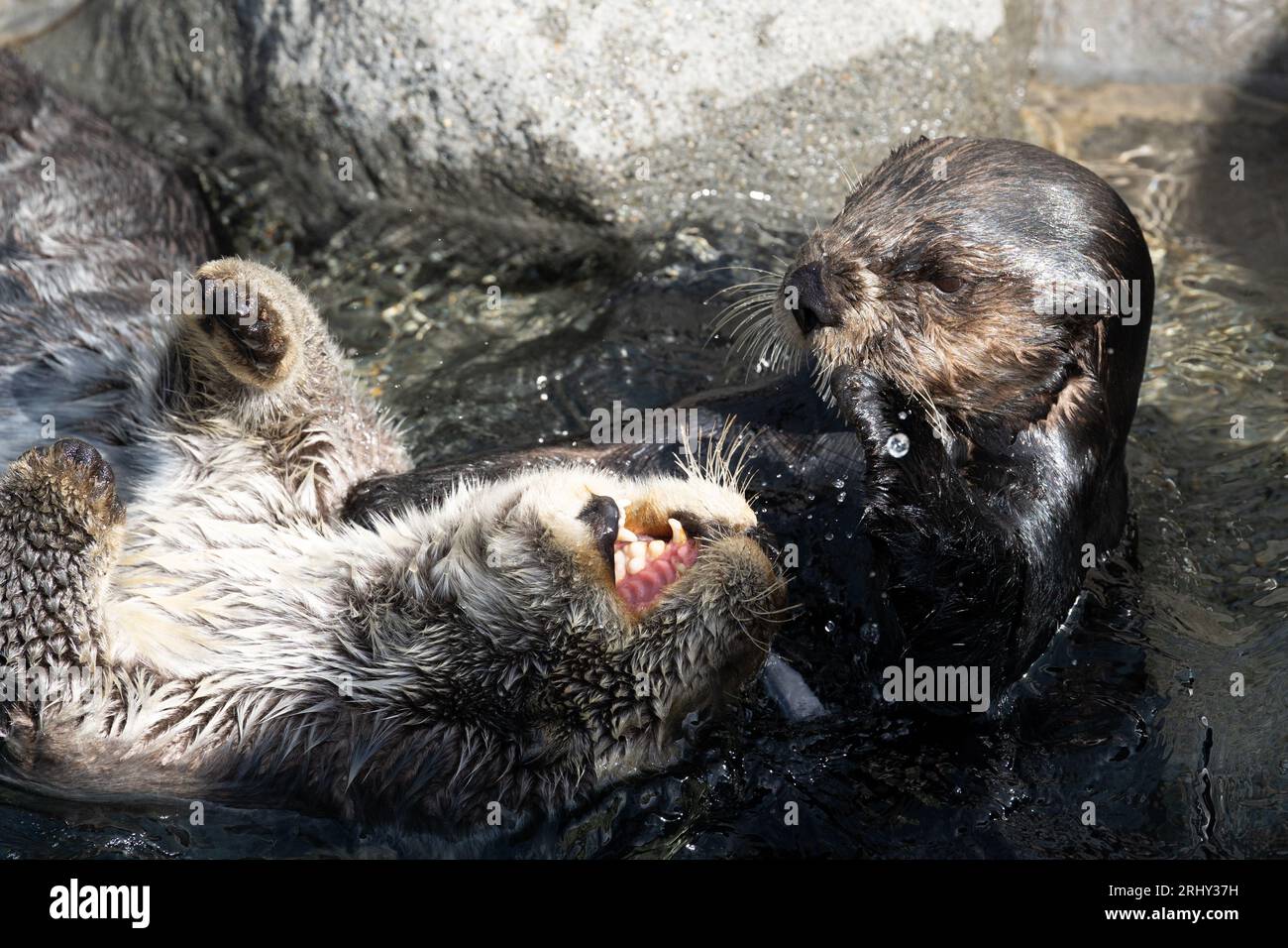 Vancouver aquarium otter hi-res stock photography and images - Alamy