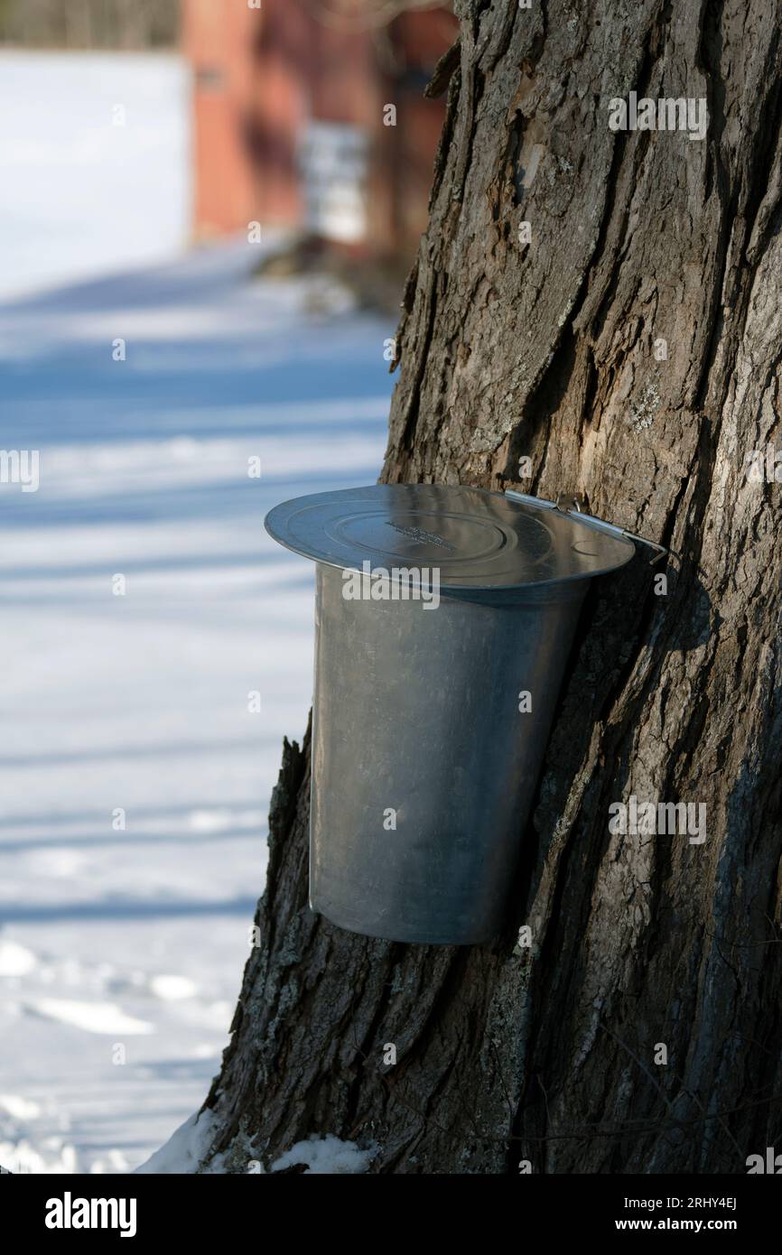 Old metal maple bucket is being used to collect sap from a maple tree ...