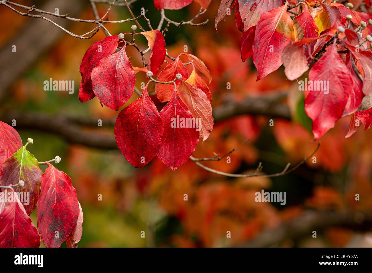 Closeup of tree leaves with autumn red colors. Fall season and foliage ...