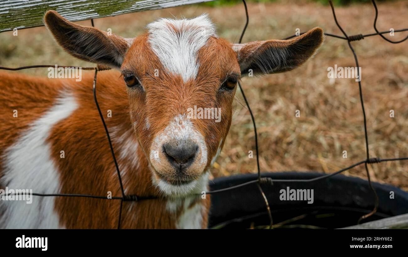 Cute baby goat looking at camera Stock Photo - Alamy