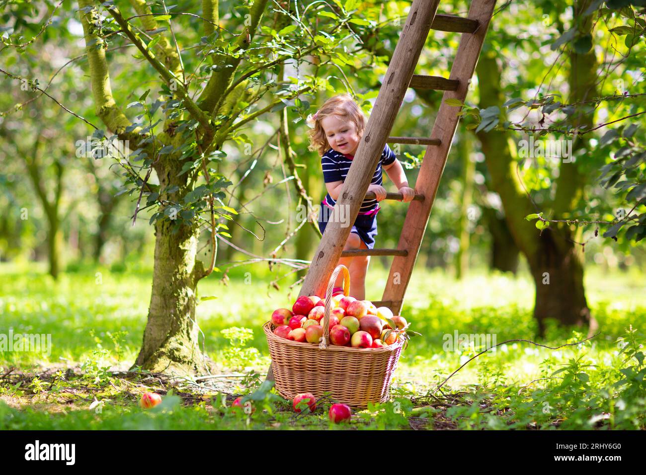 Child picking apples on farm. Apple orchard fun for children. Kids pick ...