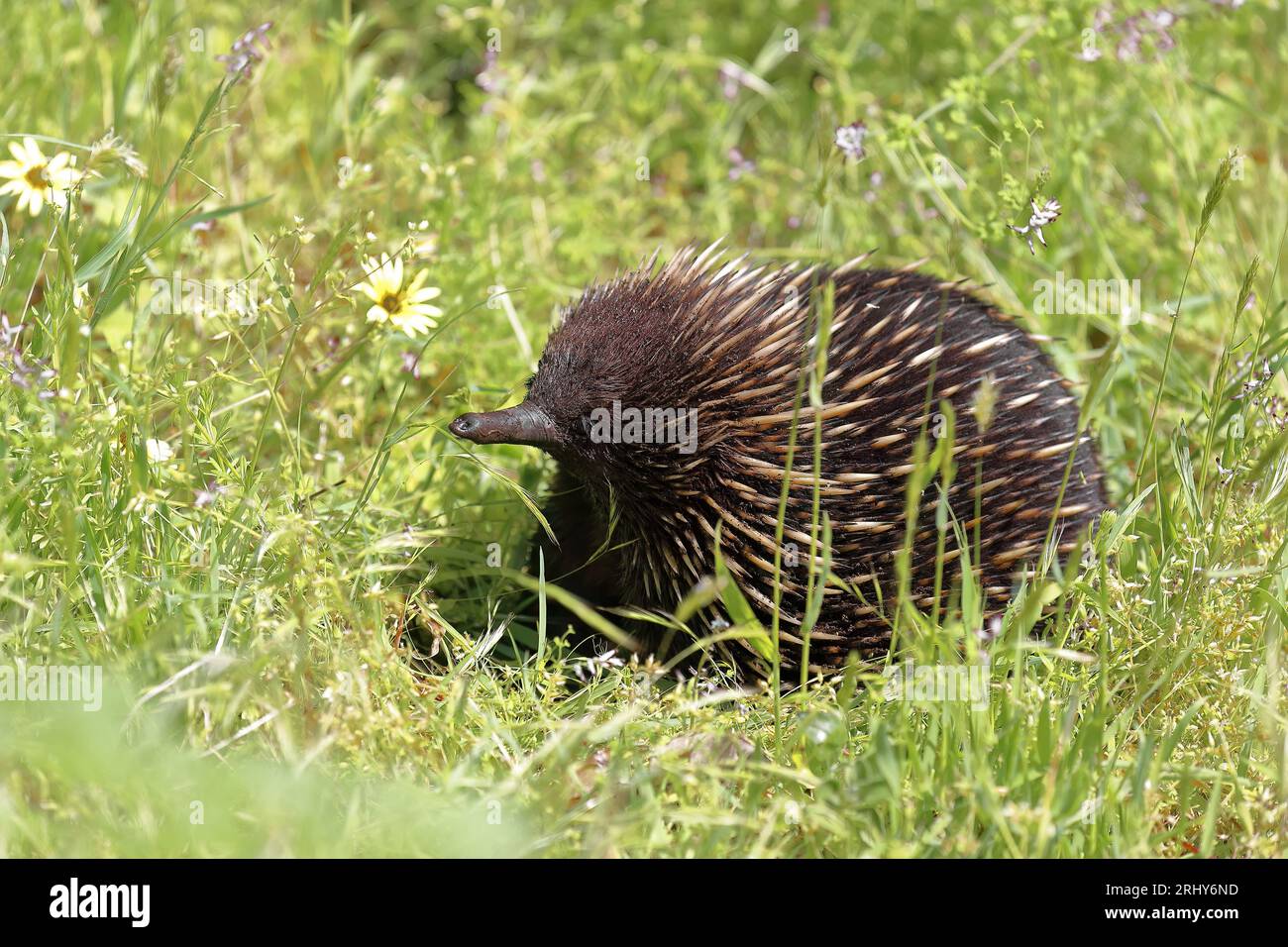 857 Short-beaked echidna on the wetlands at the bottom of the Tower ...