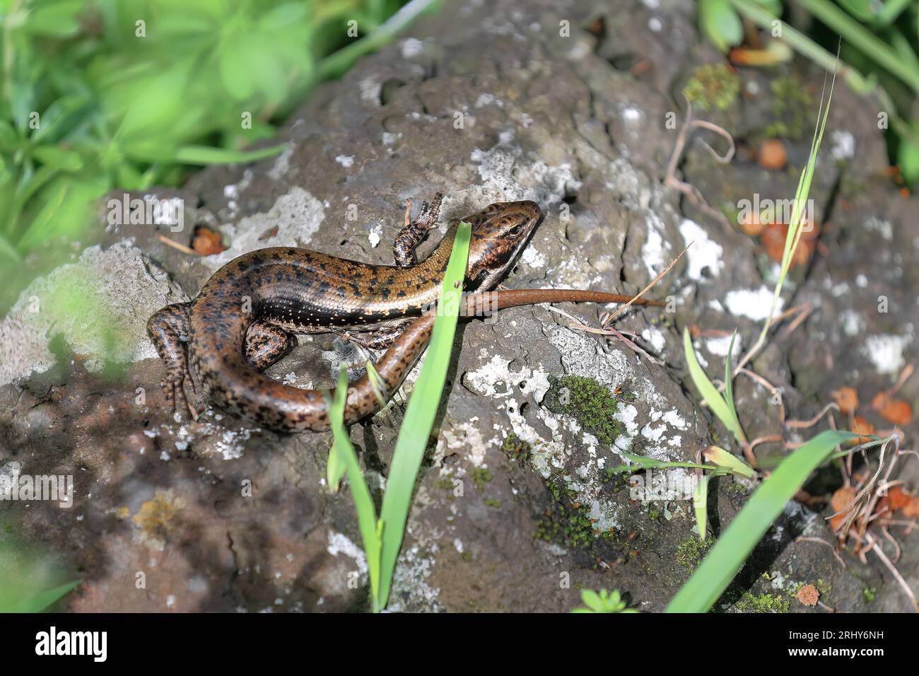 859 Southern water skink lizard -Eulamprus tympanum- basking in the sun ...