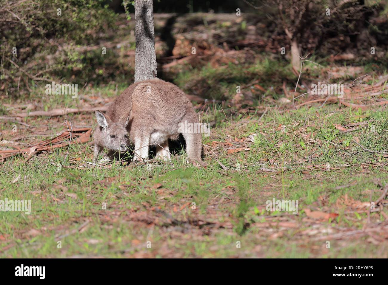 Kangaroo standing looking back hi-res stock photography and images - Alamy