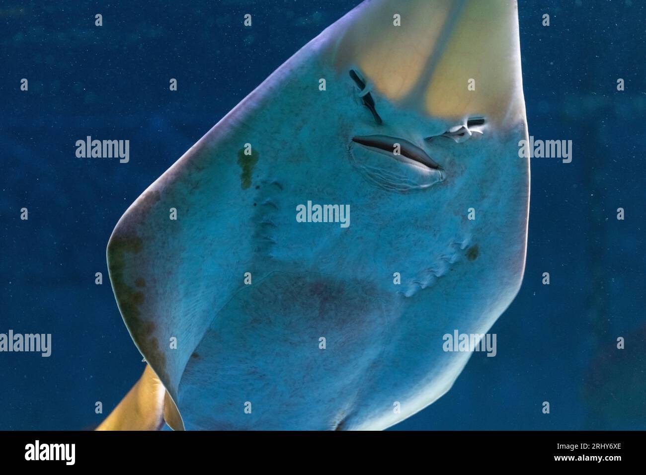 Giant manta ray ecuador hi-res stock photography and images - Alamy