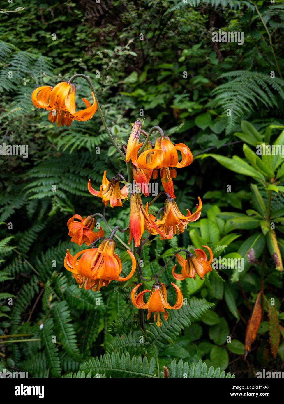 Tiger Lily (Lilium lancifolium) along the beachfront at Bandon, Oregon ...