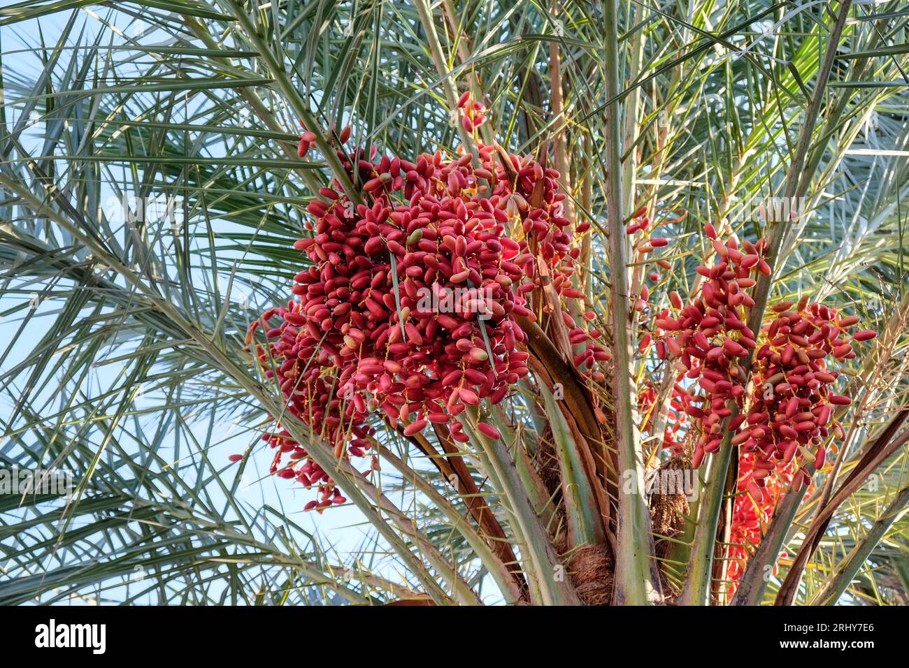 Date tree against the blue sky, red dates are hanging on the palm tree ...