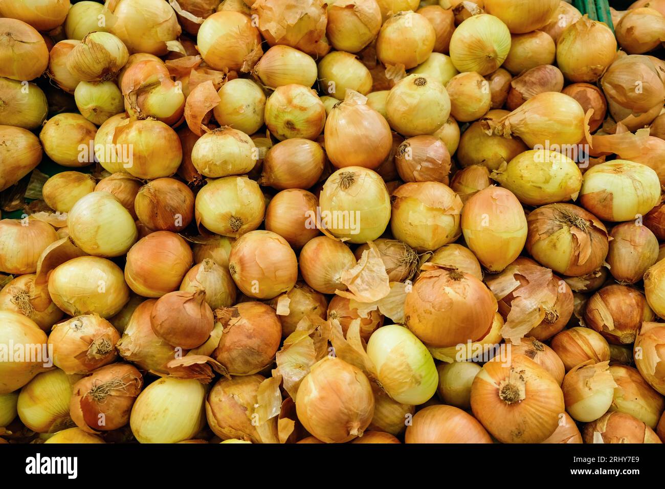 Onions big Golden on the counter market. Pile of onions in bright ...