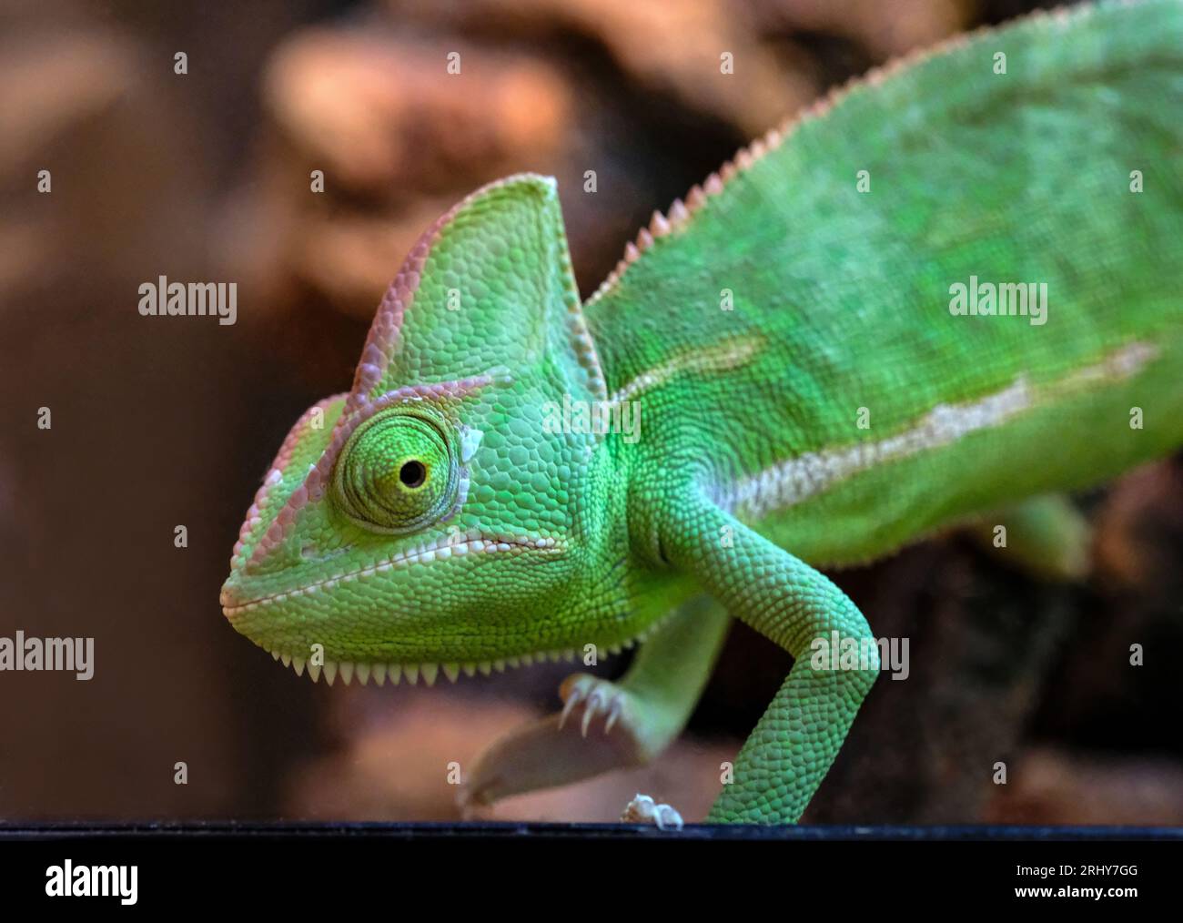 green lizard Yemeni Chamaeleonidae on a branch Close up. handsome cute chameleon looking up ...