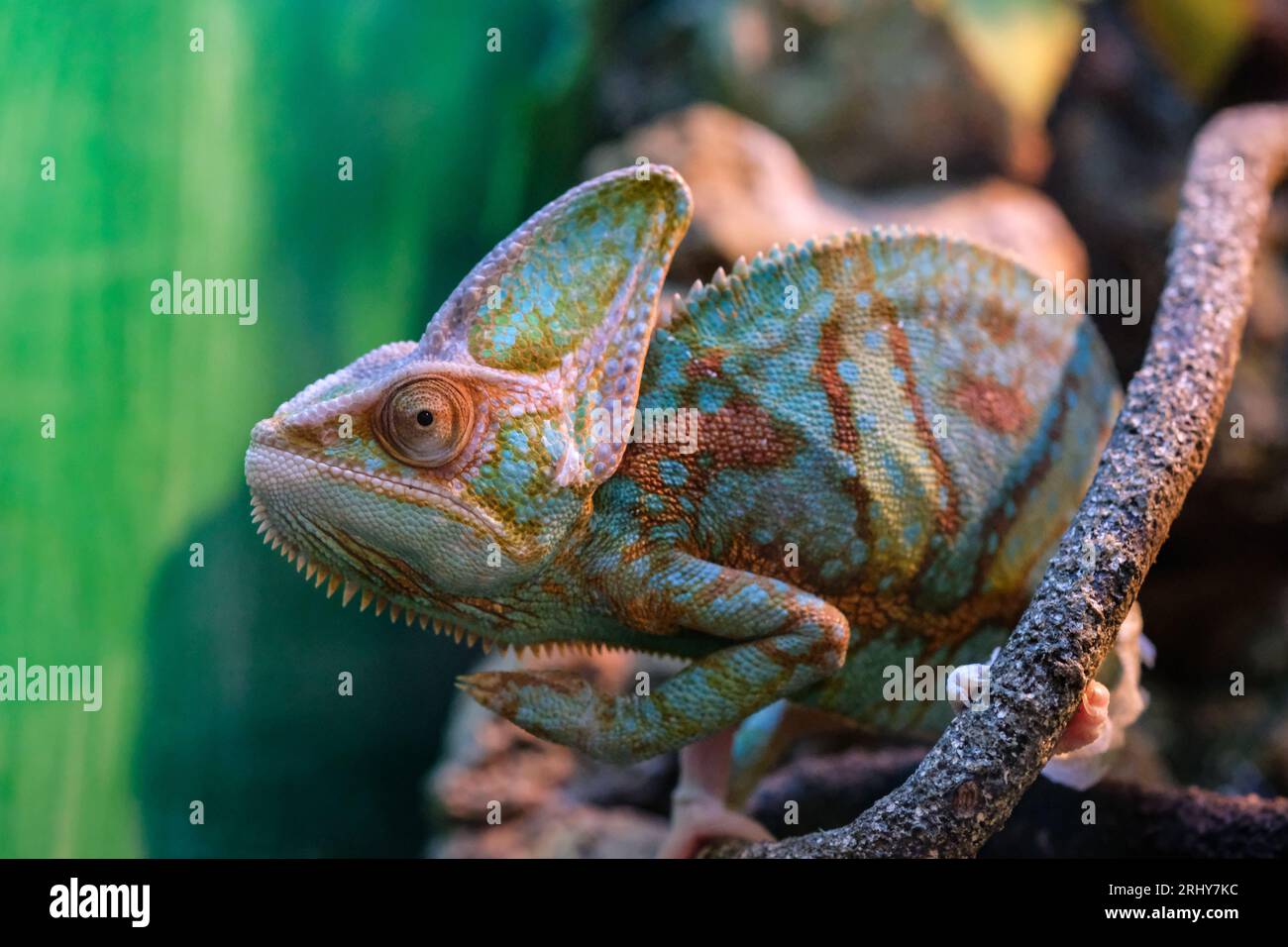 green lizard Yemeni Chamaeleonidae on a branch Close up. handsome cute ...