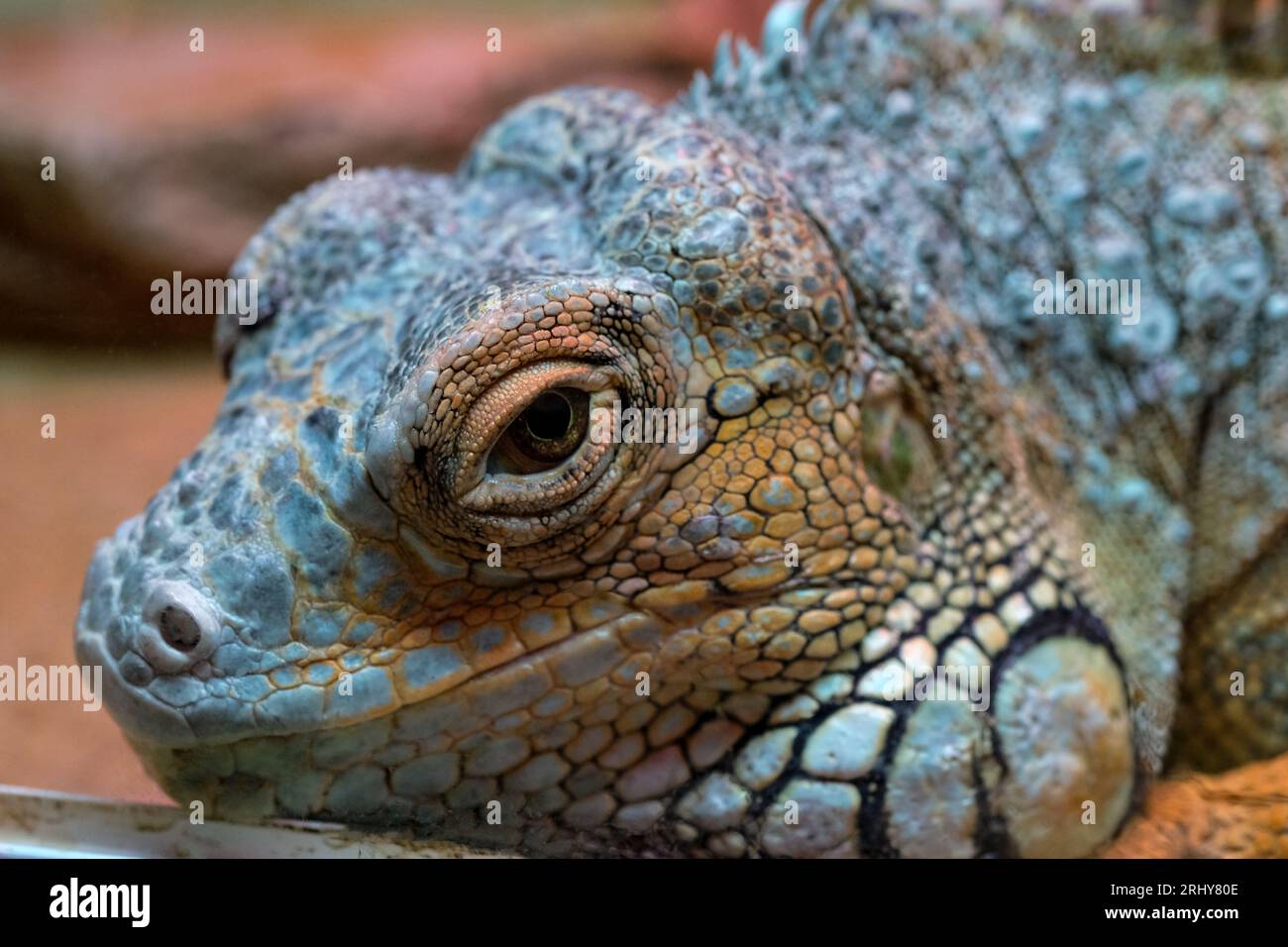 Iguana is a genus of herbivorous lizards that are native to tropical ...