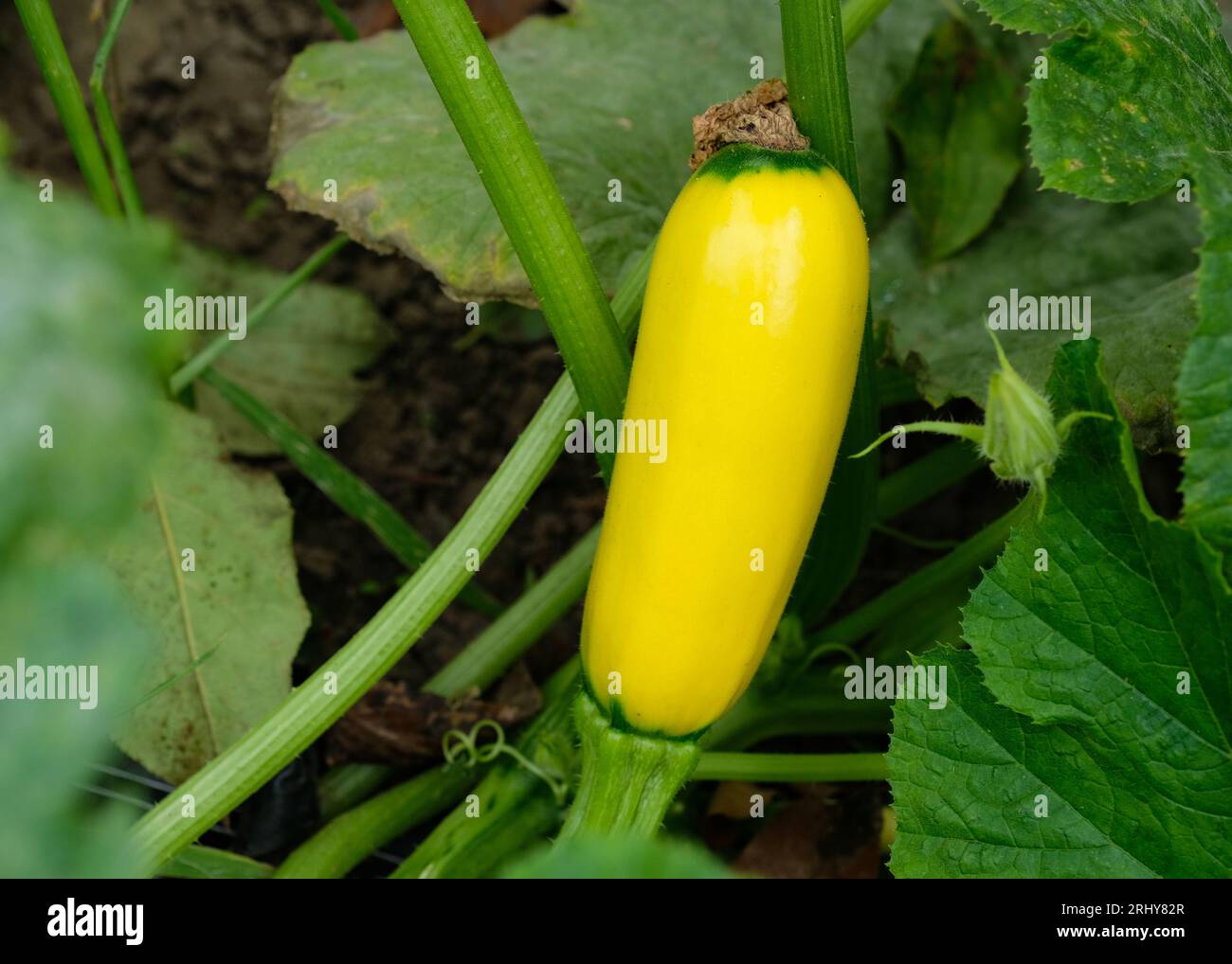 Zucchini squash ripe for harvestgrow on a bush on the ground. zucchini ...