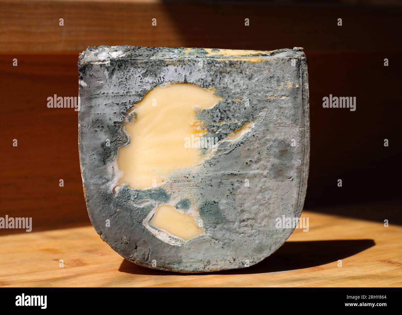 A piece of cheese covered with gray mold close-up. Spoiled cheese ...