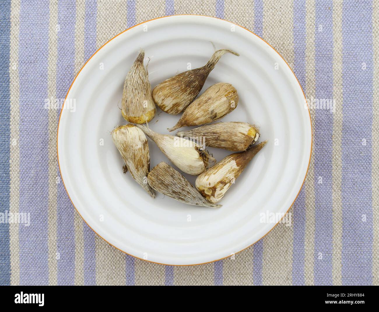 Harvesting freesia seeds hi-res stock photography and images - Alamy