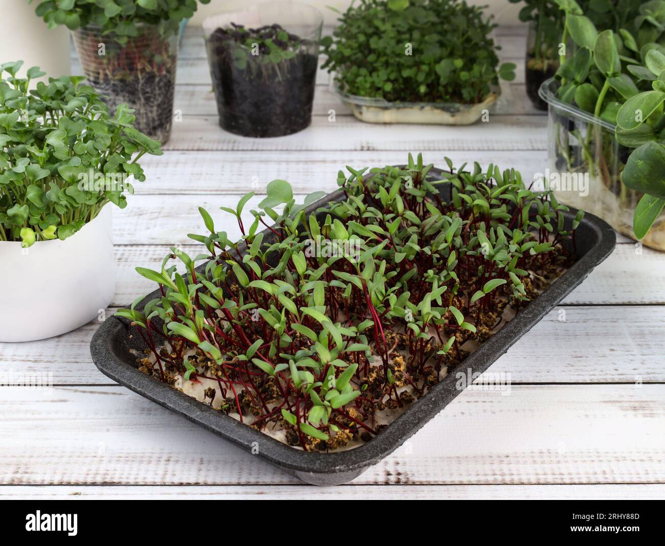 Beetroot growing in a container hi-res stock photography and images - Alamy