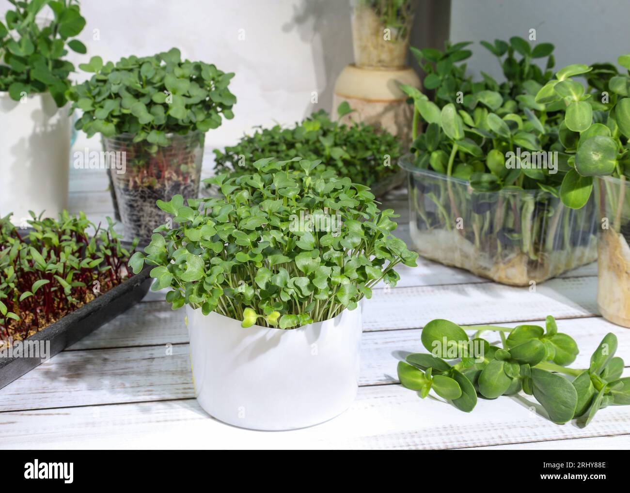 Green broccoli sprouts in a plastic cup. Close-up of young green ...