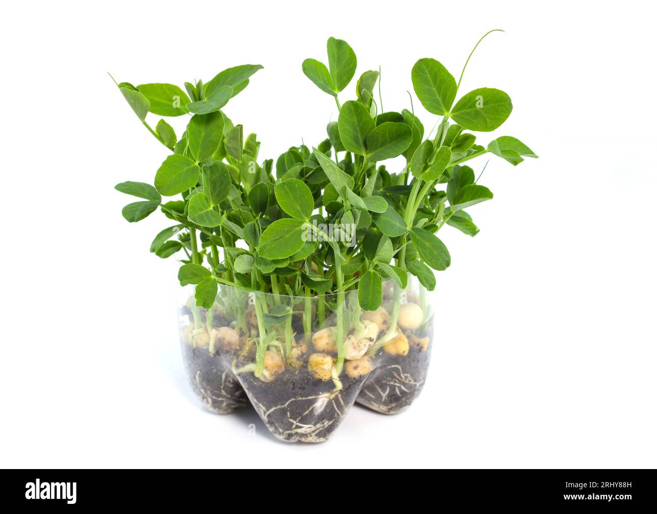 Pea sprouts in a plastic container on a white background. Growing ...