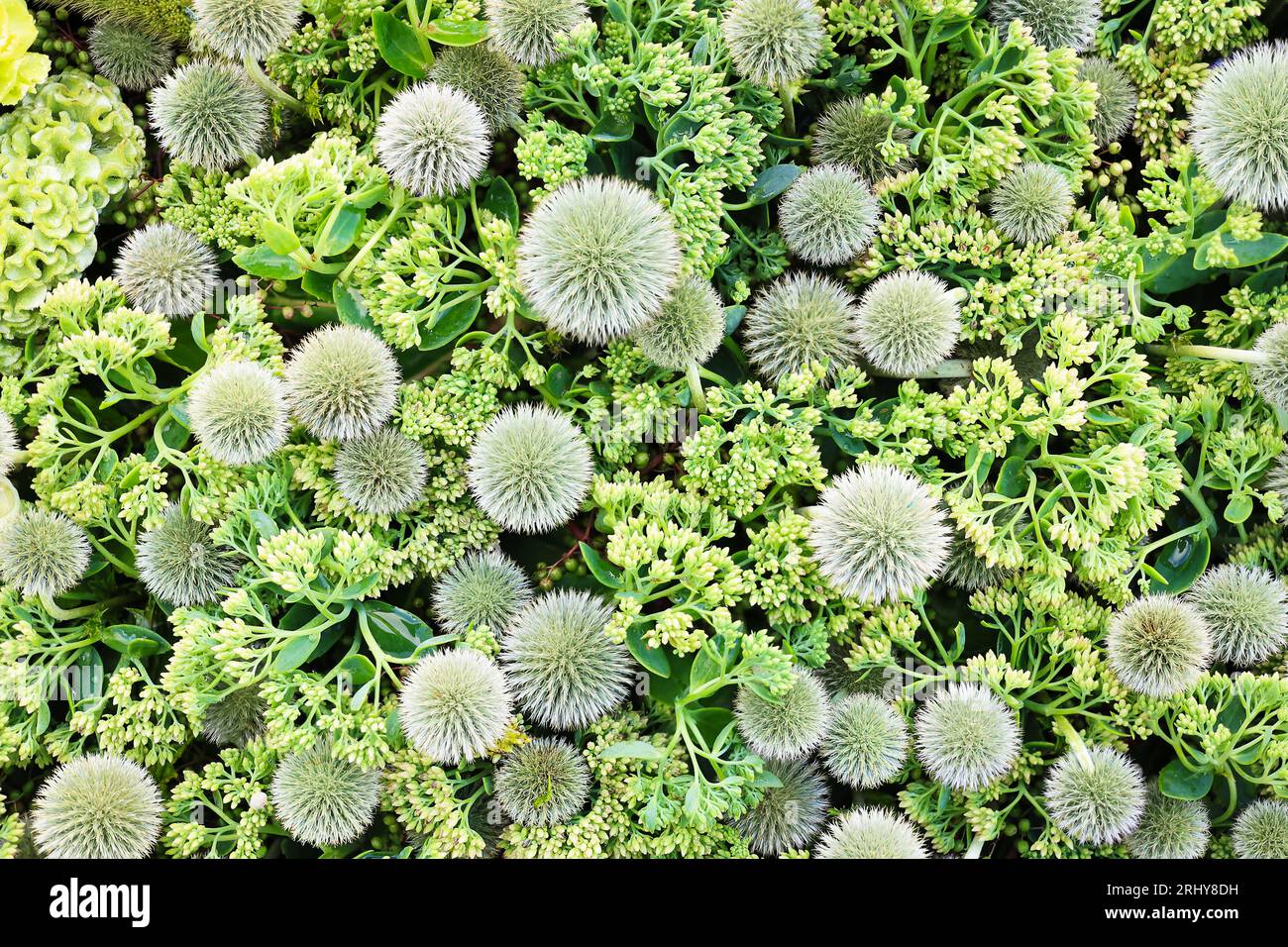 Green Echinops flower background. View from above Stock Photo - Alamy