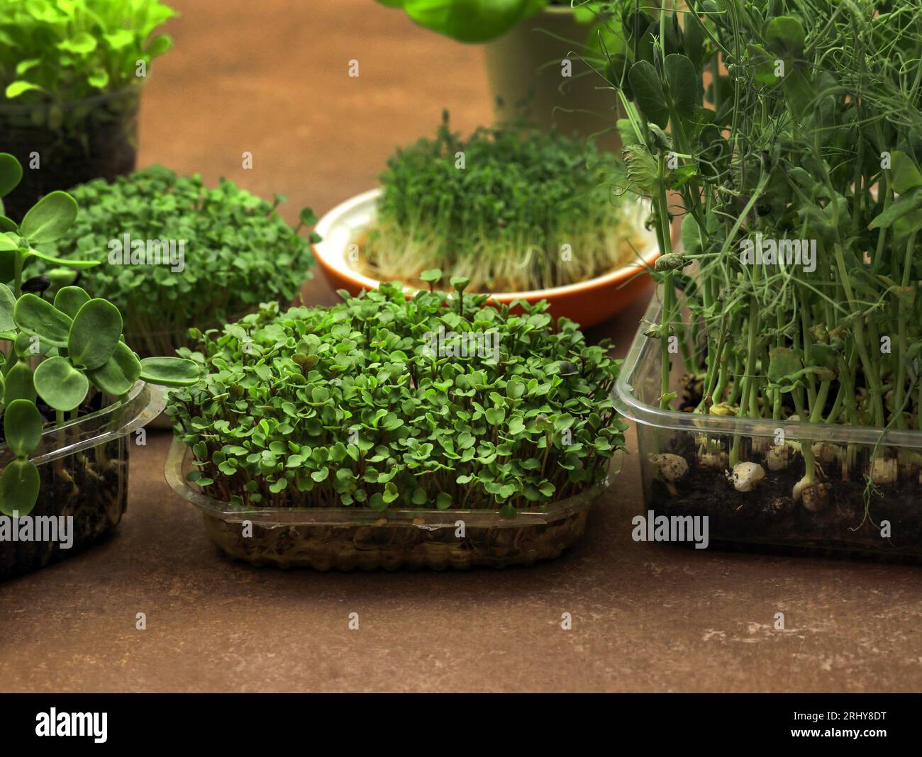 Growing microgreens at home. Small containers with small broccoli ...