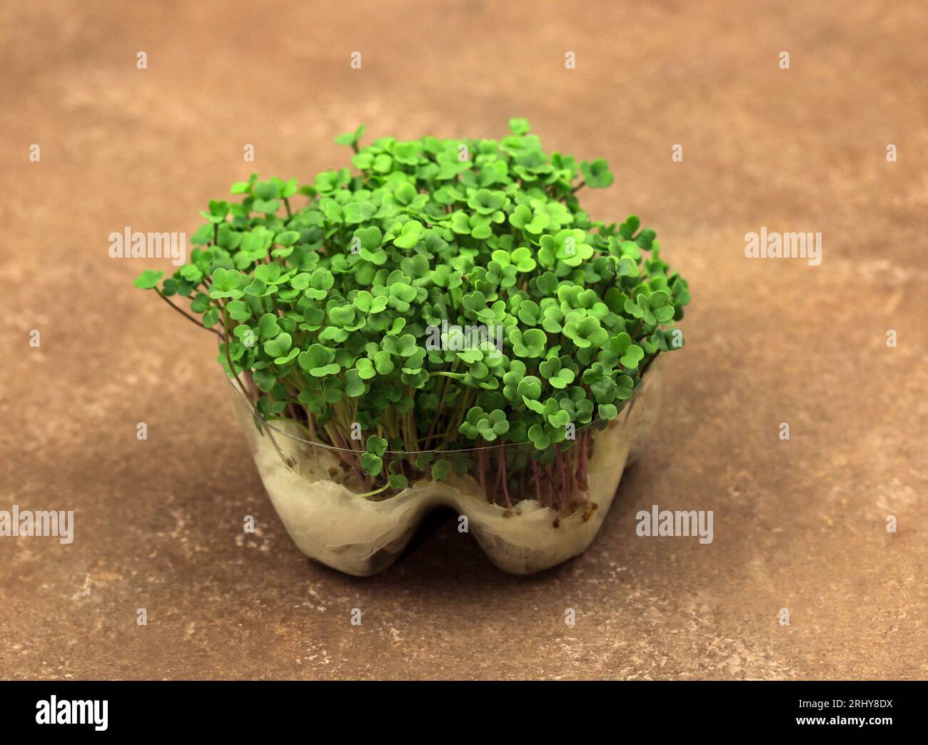 Green broccoli sprouts in a ceramic cup on a brown background. Young ...