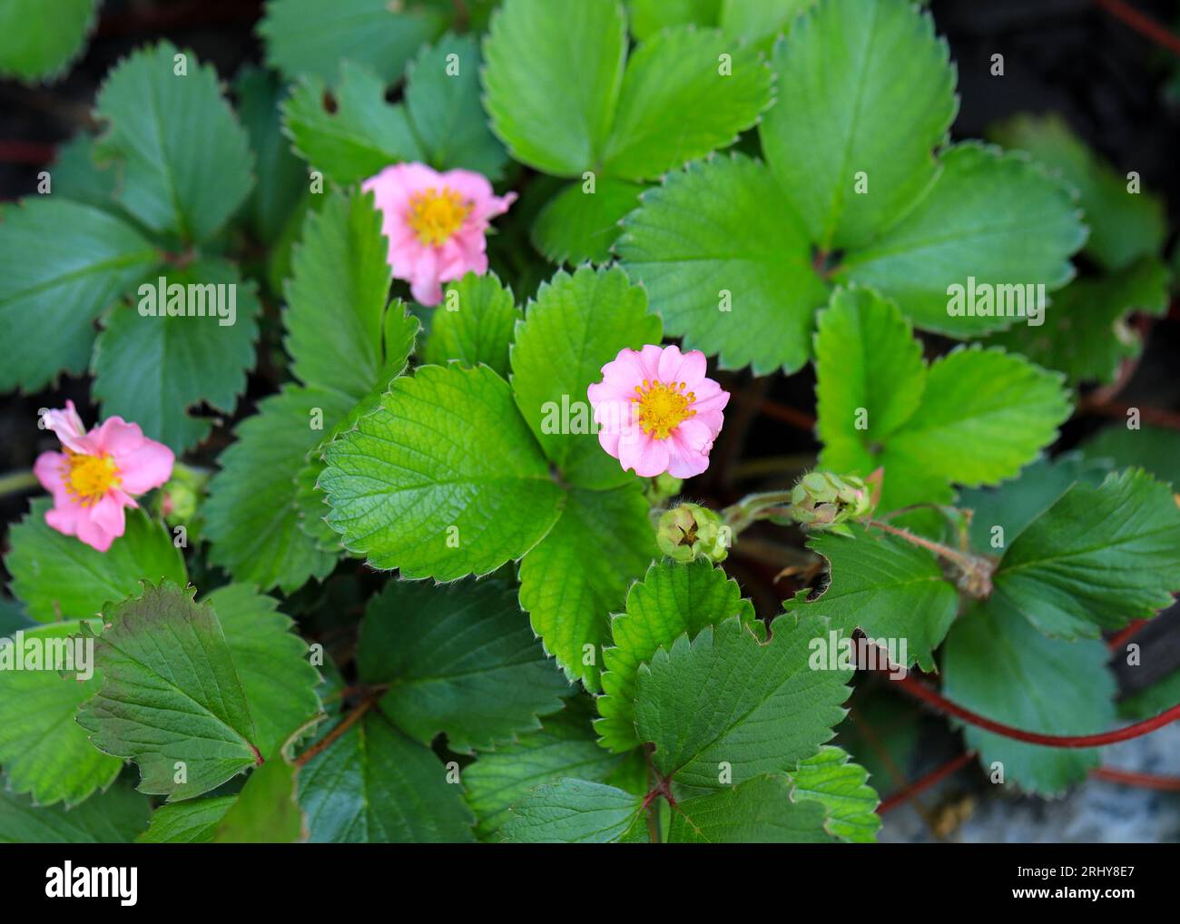 strawberry plant with pink flowers in springtime top view. pink flowers ...