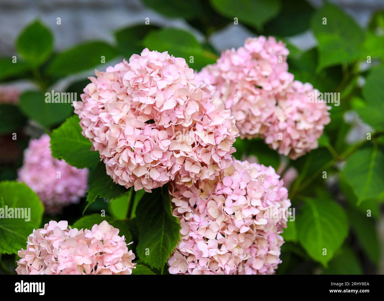 Bright beautiful pink hydrangea inflorescences on the bush. The ...