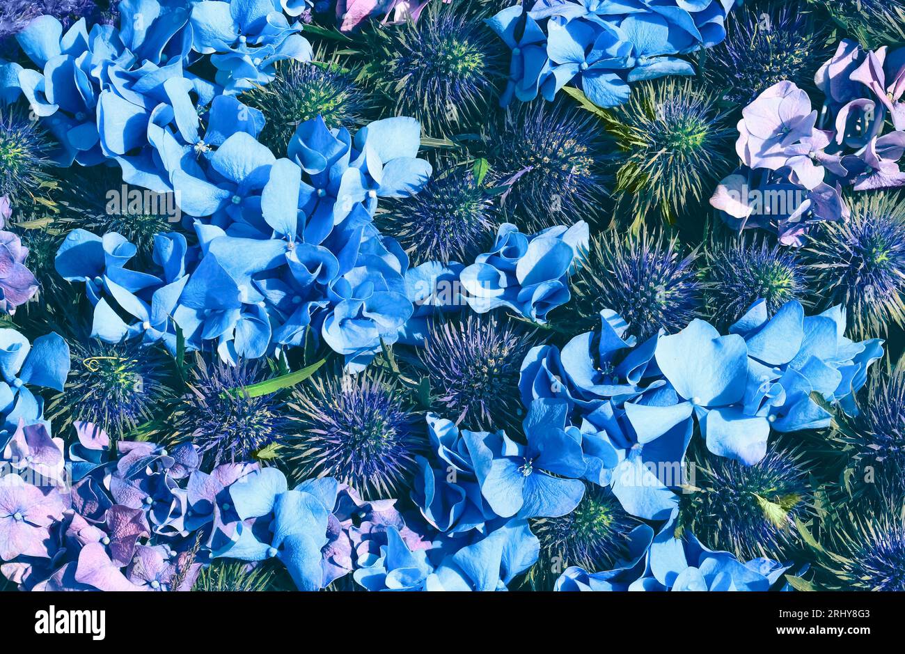 Beautiful flower background. Echinops and Blue Hydrangea, Hydrangea ...