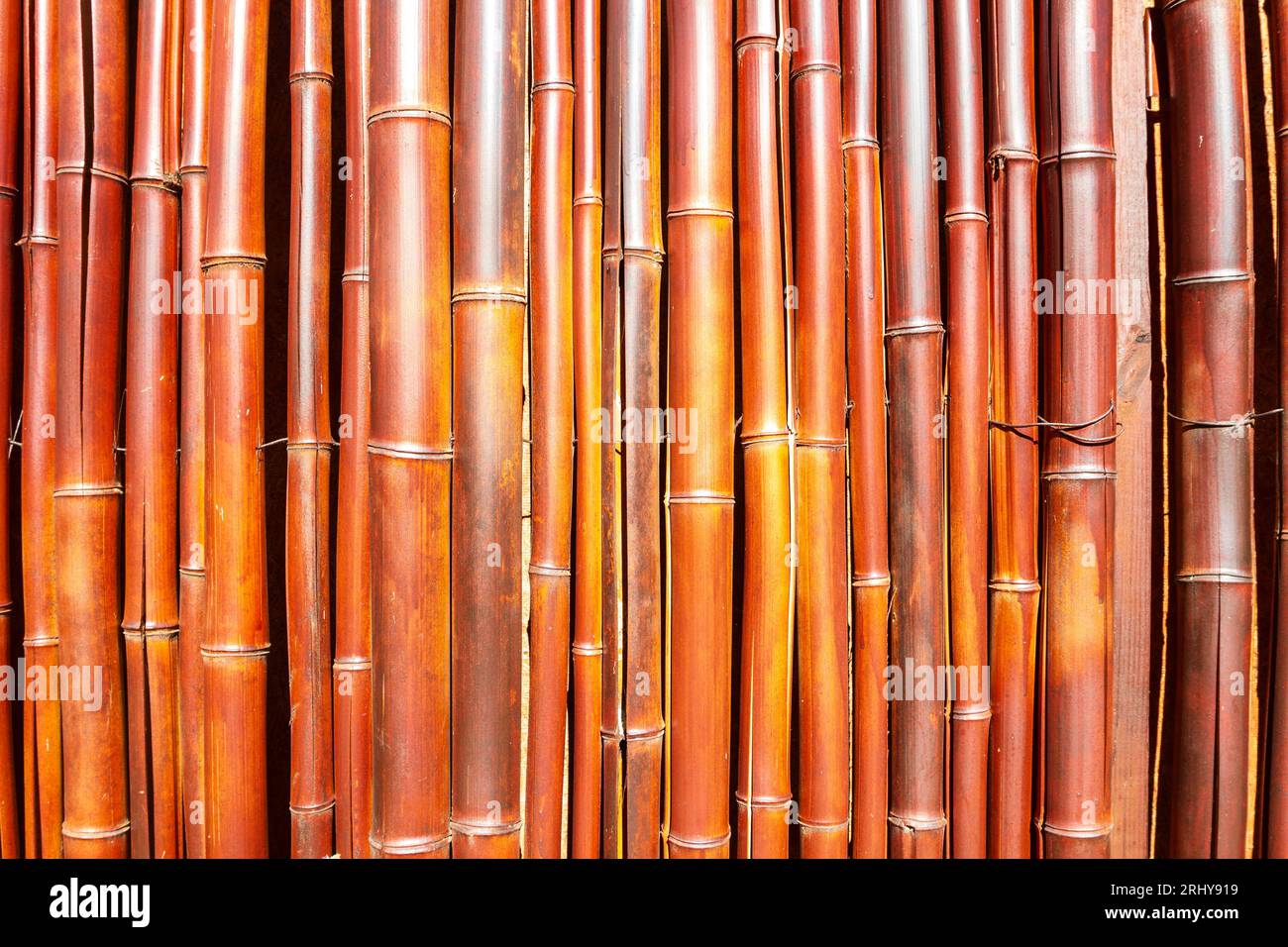 Bamboo (Bambusa), a fast-growing grass, creates a soothing and natural ...